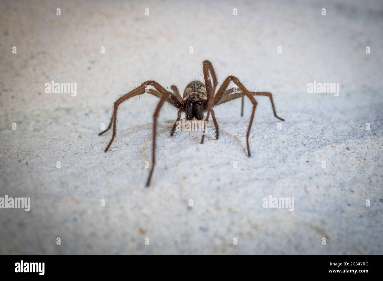 a big angle spider crawls along a white house wall Stock Photo - Alamy