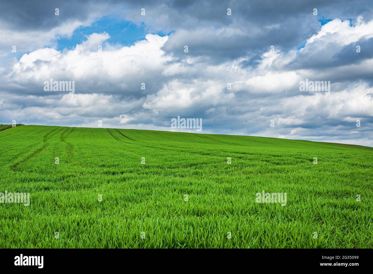 Green field and blue sky white cloud nature background.Farmland. Nice ...
