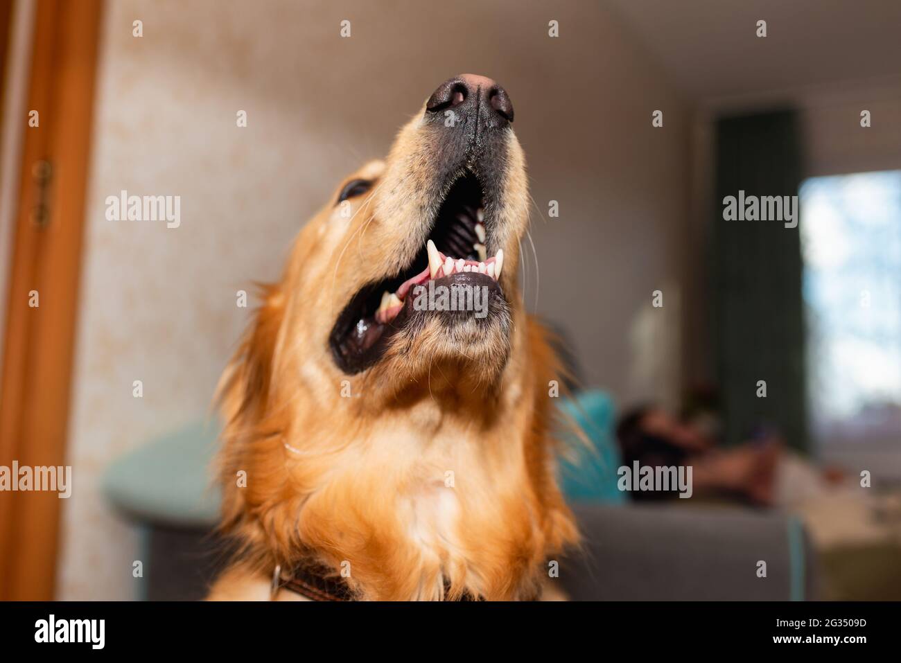 Golden retriever dog open mouthed face jaws up at home.Focus on mouth ...