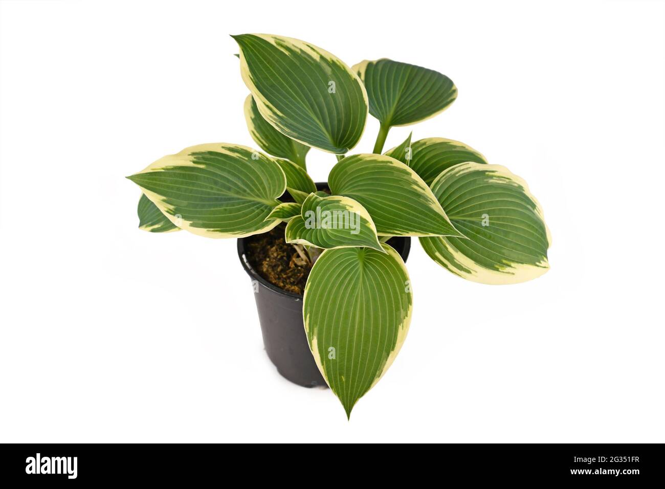 Asian Hosta plant with green leaves and with white edges in black ...