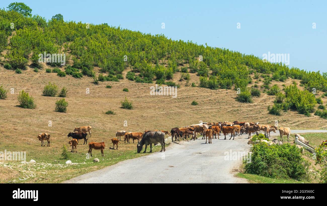 Dairy cows crossing road hi-res stock photography and images - Alamy