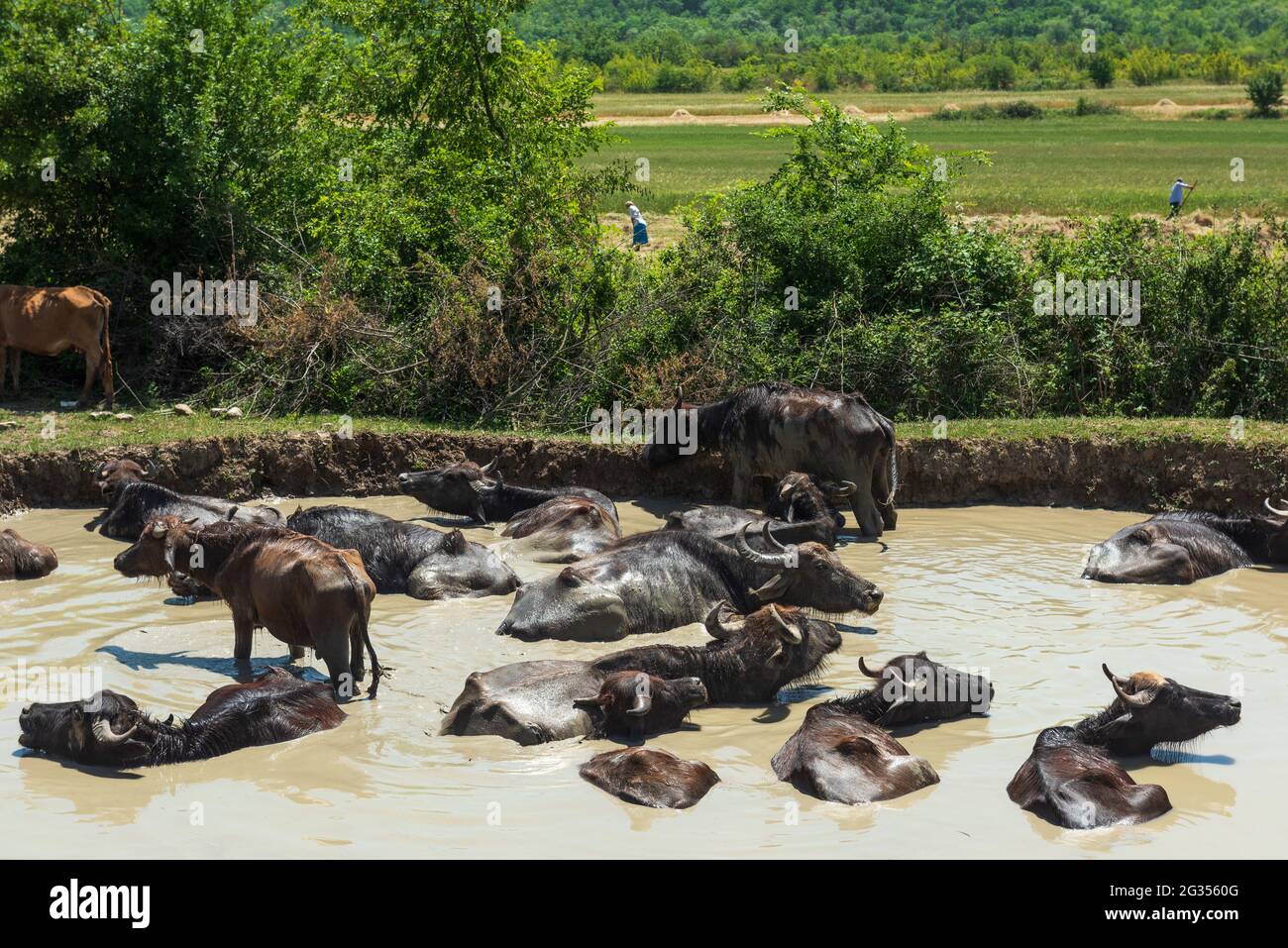 A herd of buffalo swimming in the river Stock Photo - Alamy