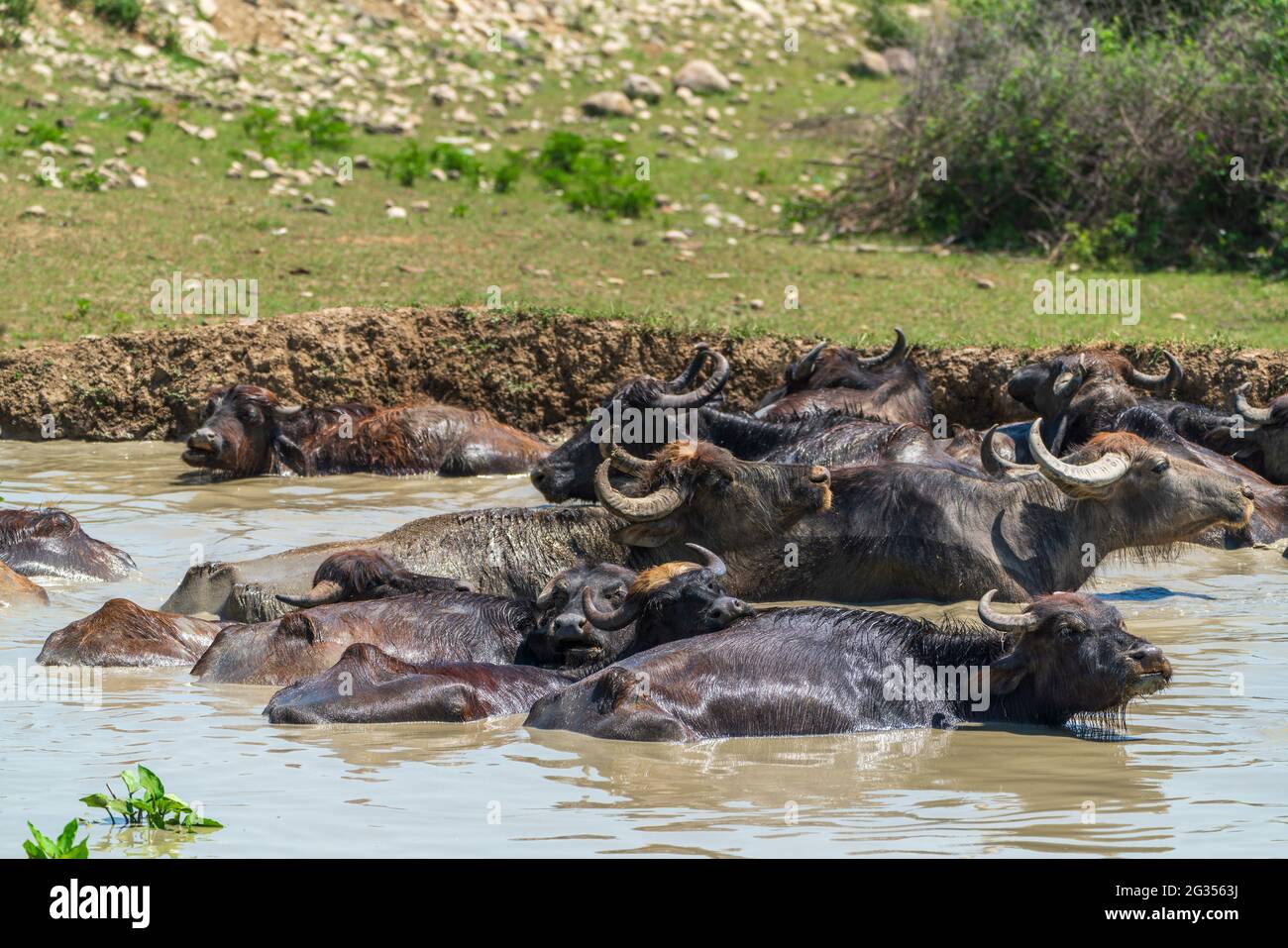 A herd of buffalo swimming in the river Stock Photo - Alamy