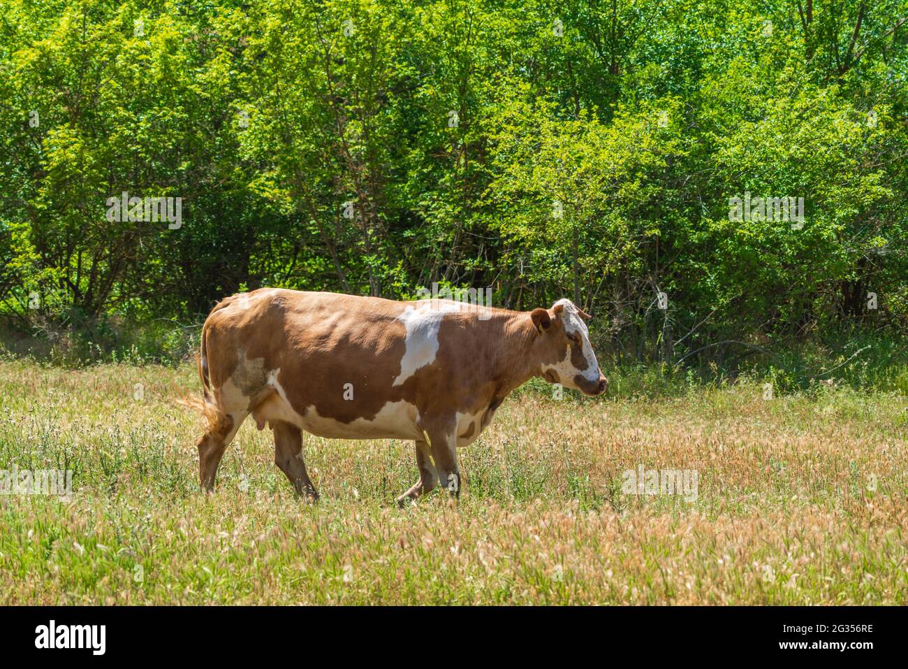 Brown cow in forest hi-res stock photography and images - Alamy