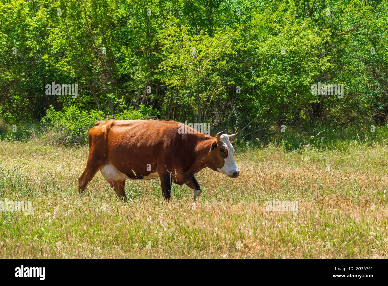 Europe forest cow hi-res stock photography and images - Alamy