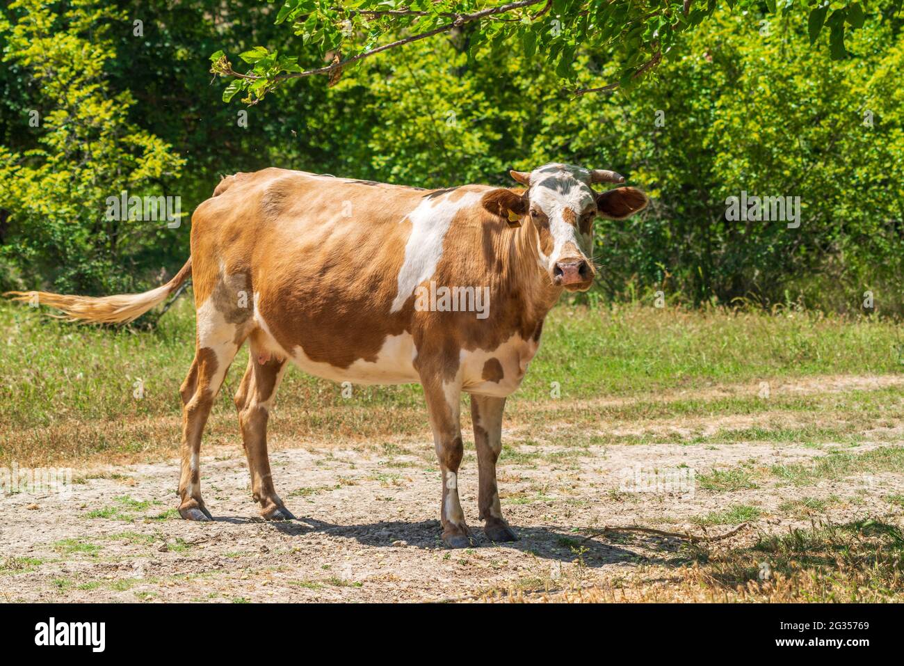 Brown cow in forest hi-res stock photography and images - Alamy