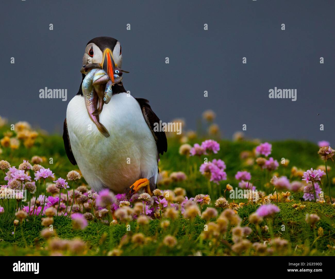 Puffin Near Burrow High Resolution Stock Photography and Images - Alamy