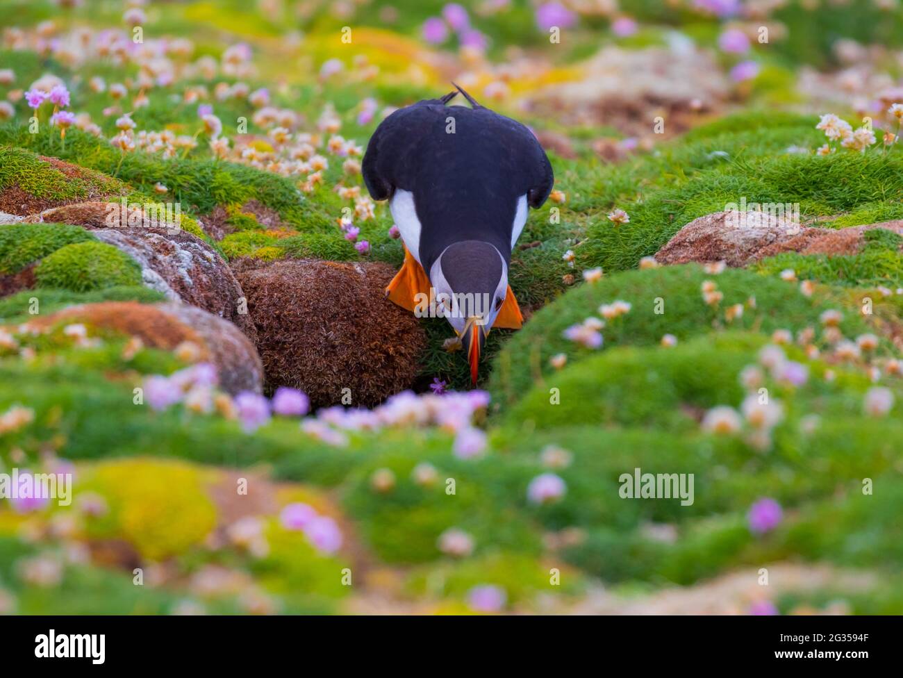 Puffins and Puffin Portraits in the Scottish summer amongst the pink ...