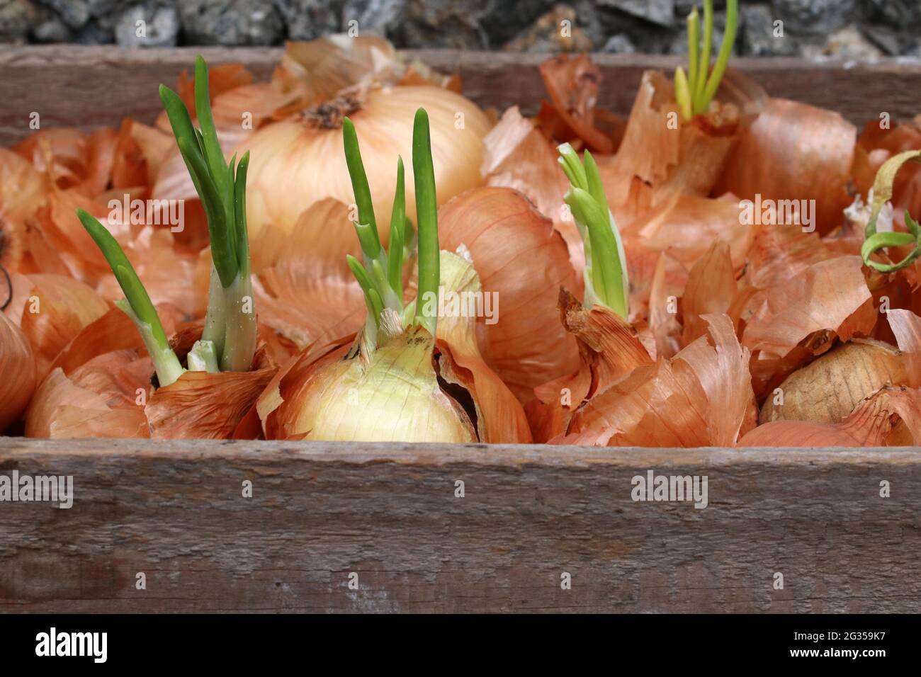Sprouted onion. Poor crop storage conditions Stock Photo - Alamy