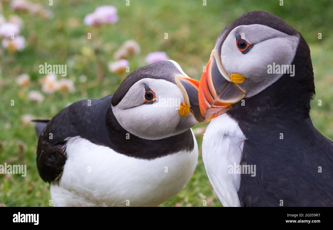 Puffins and Puffin Portraits in the Scottish summer amongst the pink ...