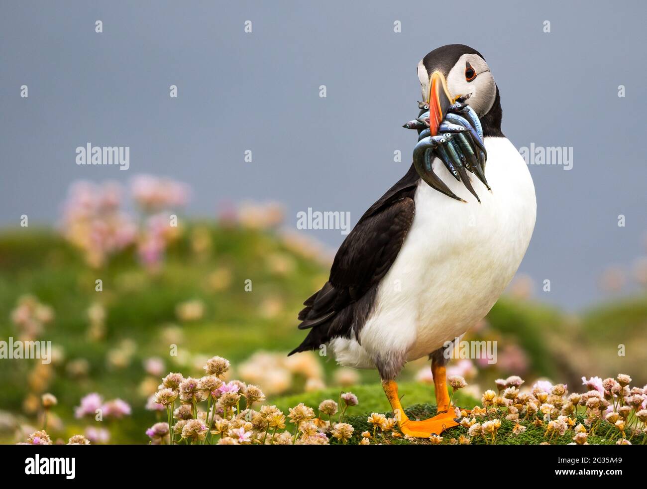 Puffins and Puffin Portraits in the Scottish summer amongst the pink ...