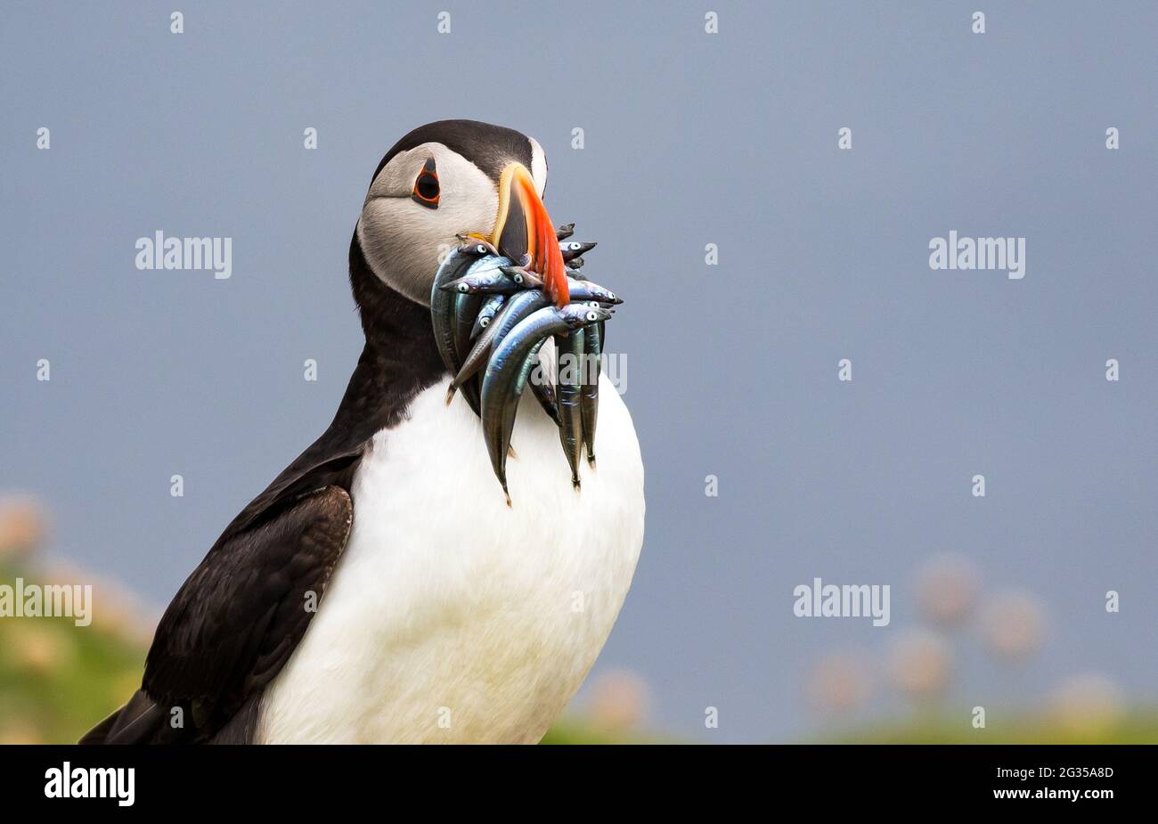 Puffin coloured beak hi-res stock photography and images - Alamy