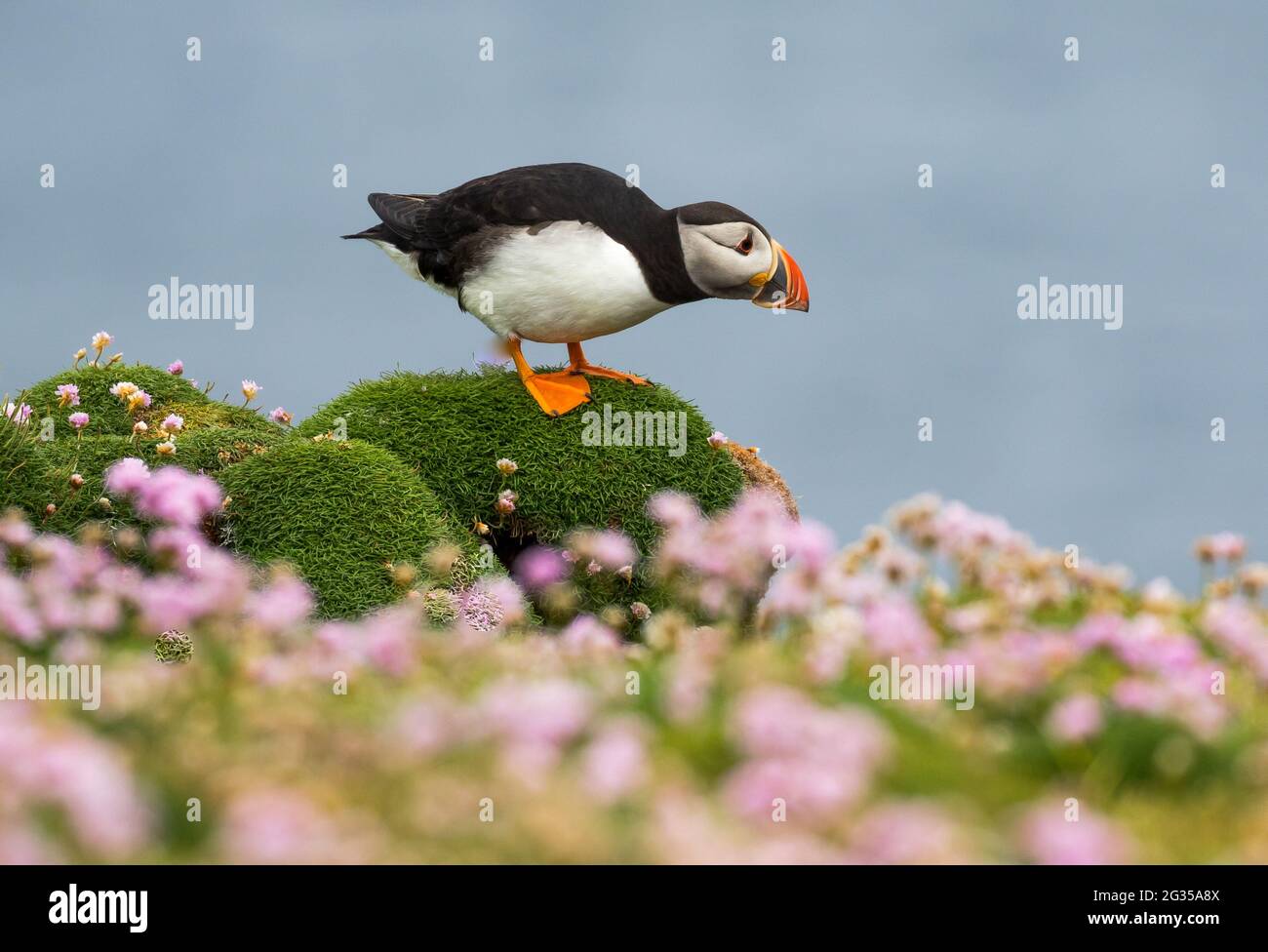 Puffins and Puffin Portraits in the Scottish summer amongst the pink ...
