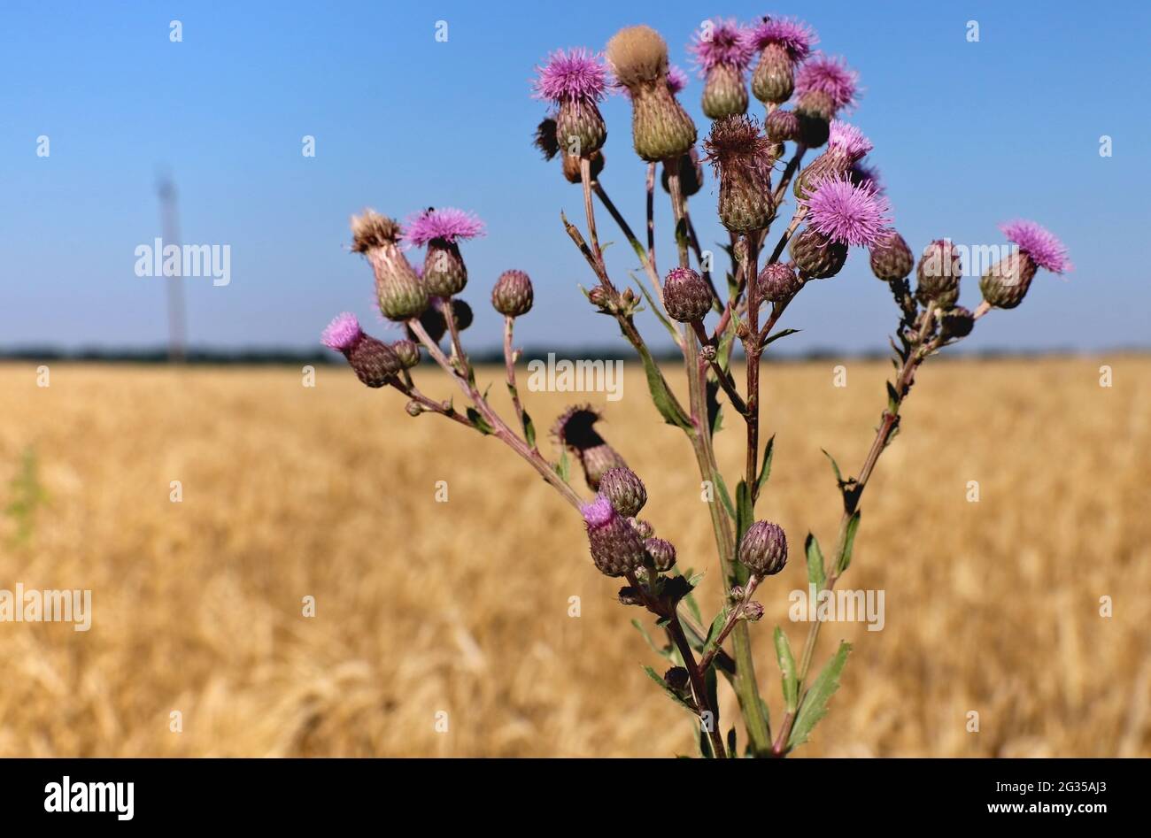Field sow thistle hi-res stock photography and images - Alamy