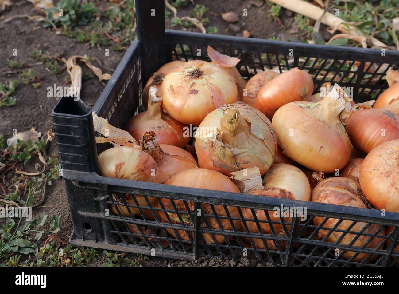 Container garden vegetables hi-res stock photography and images - Alamy