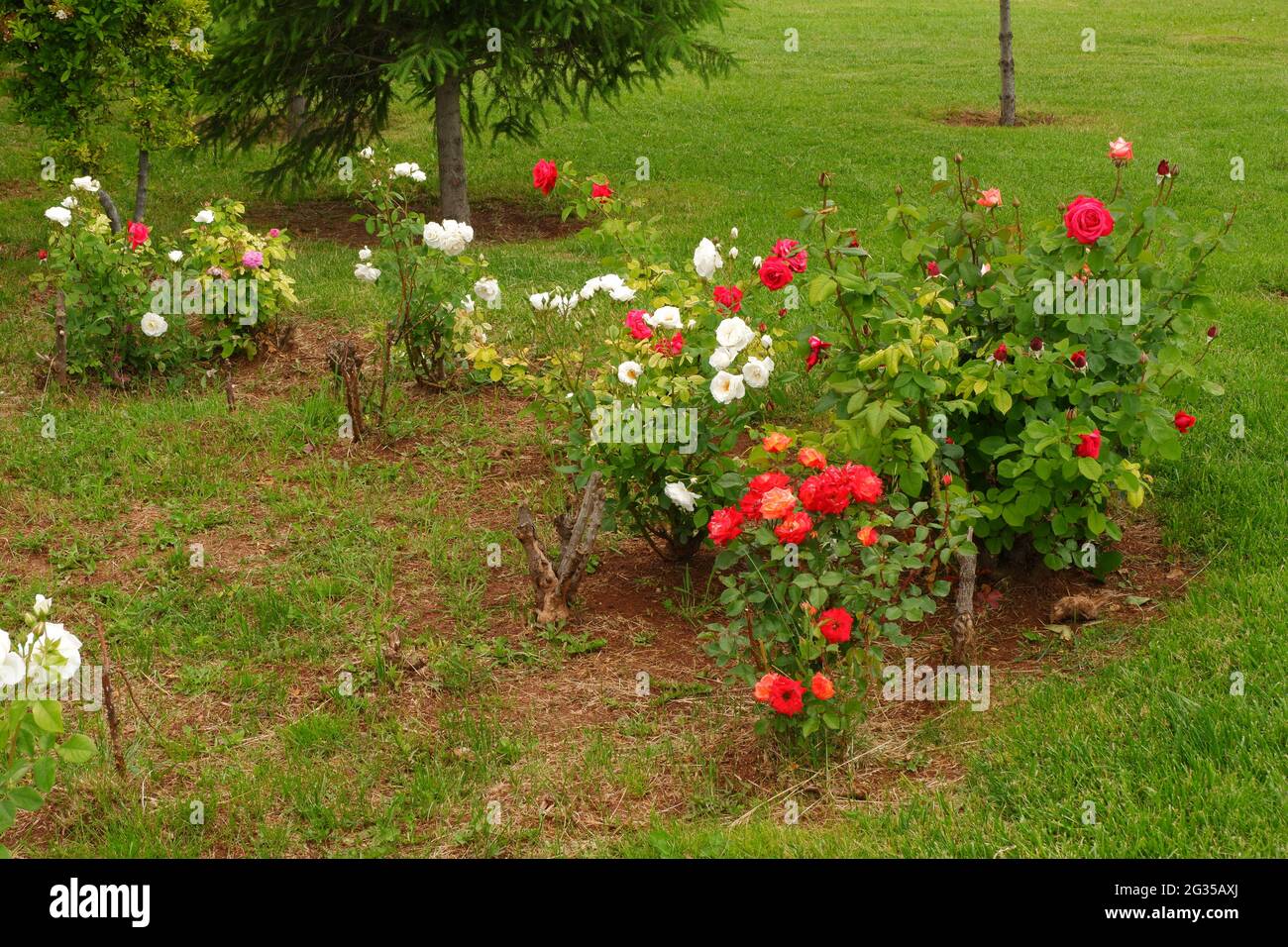 Roses on grass hi-res stock photography and images - Alamy