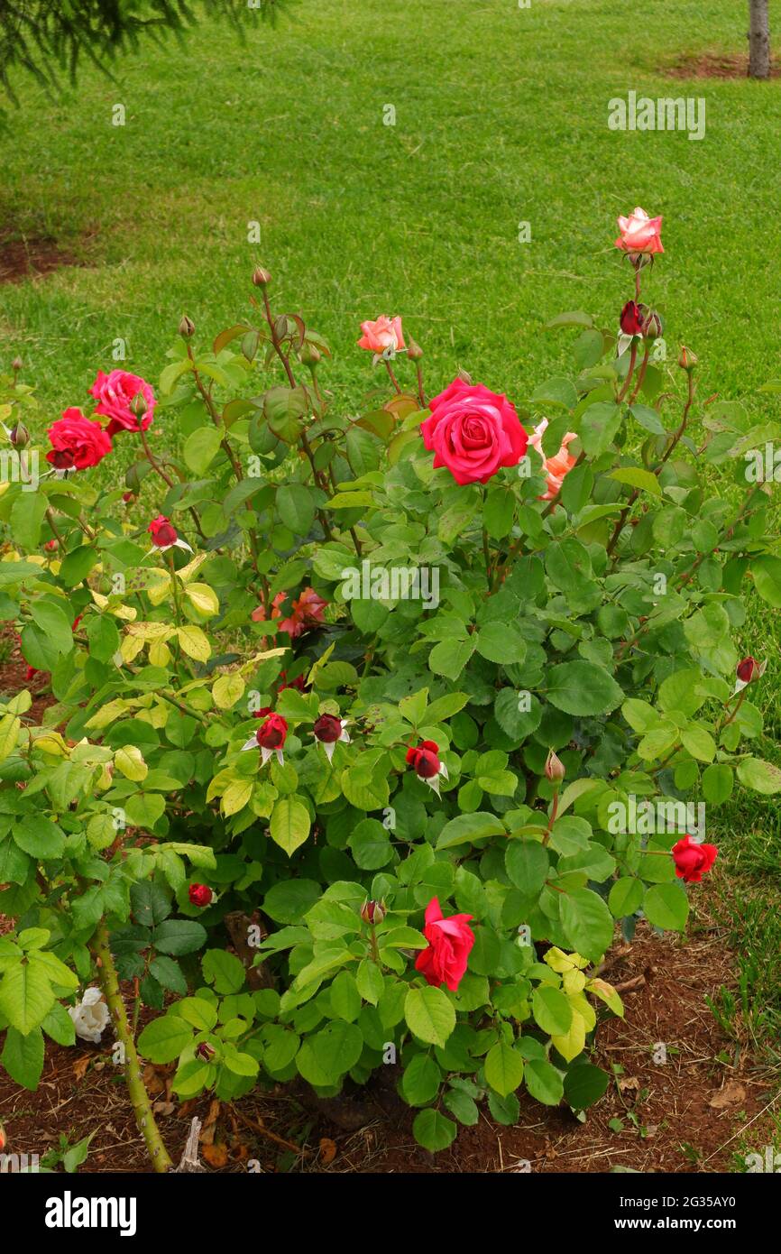 Roses on grass hi-res stock photography and images - Alamy