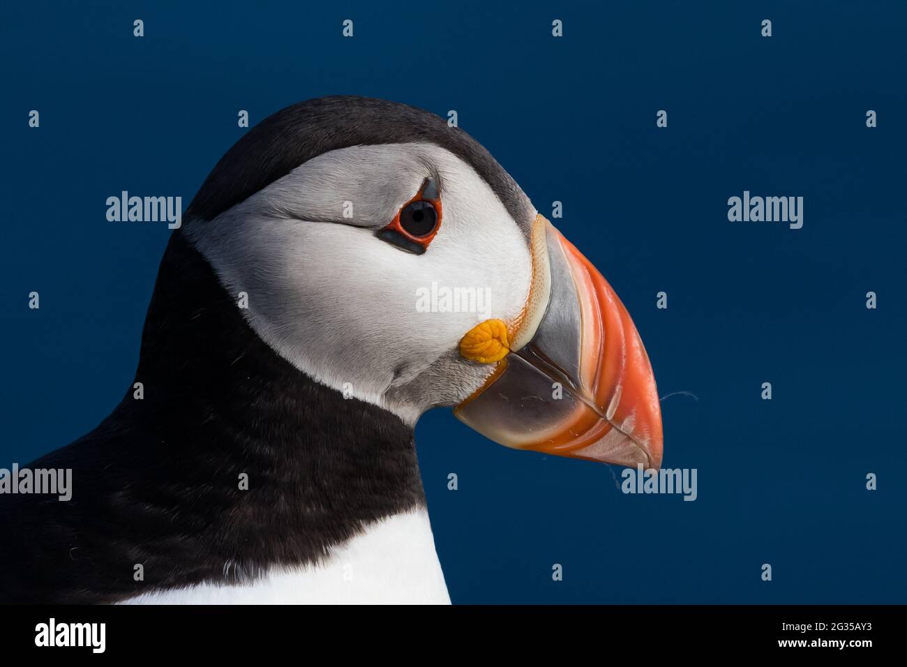 Puffin coloured beak hi-res stock photography and images - Alamy