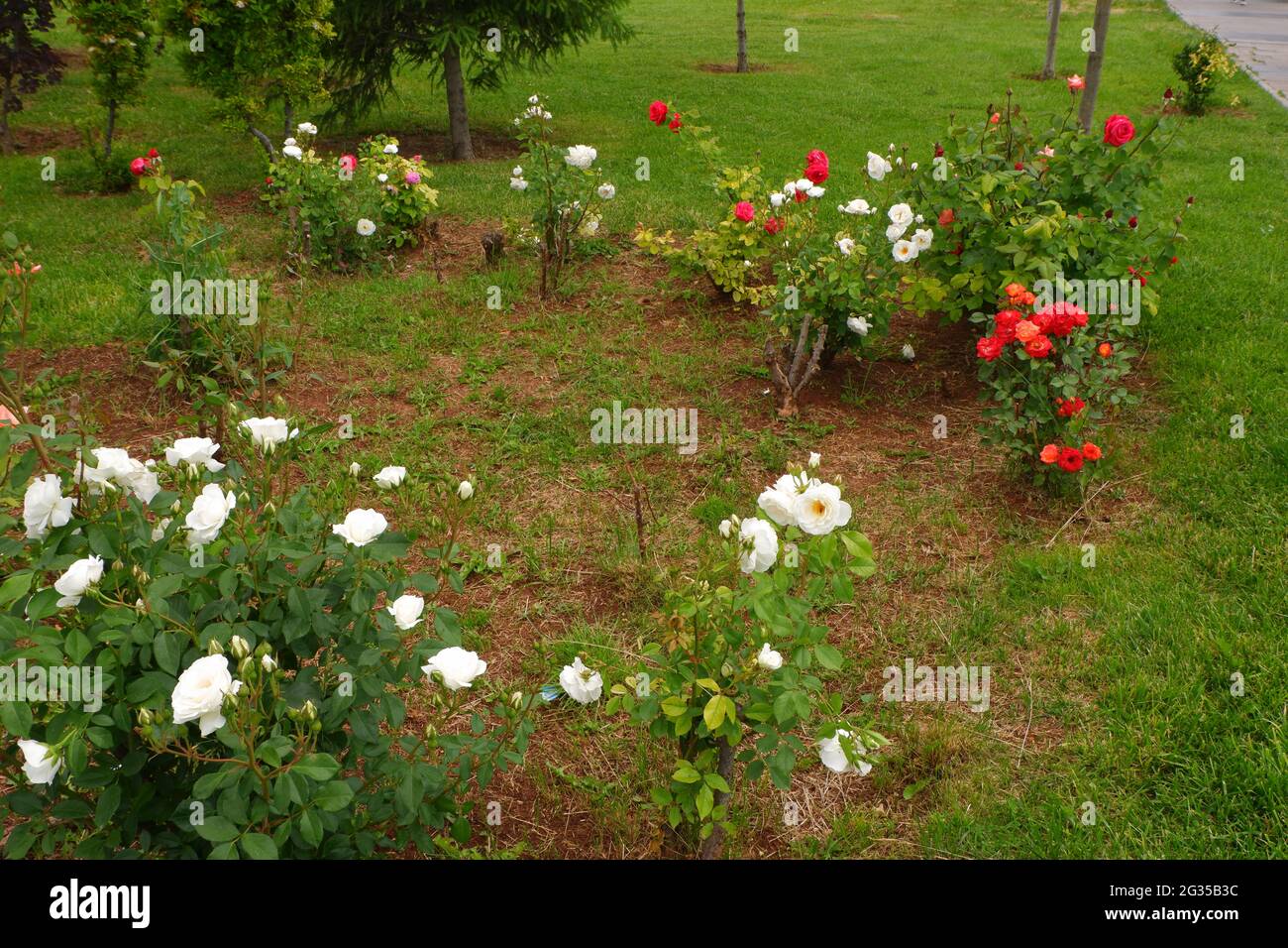 Roses on grass hi-res stock photography and images - Alamy