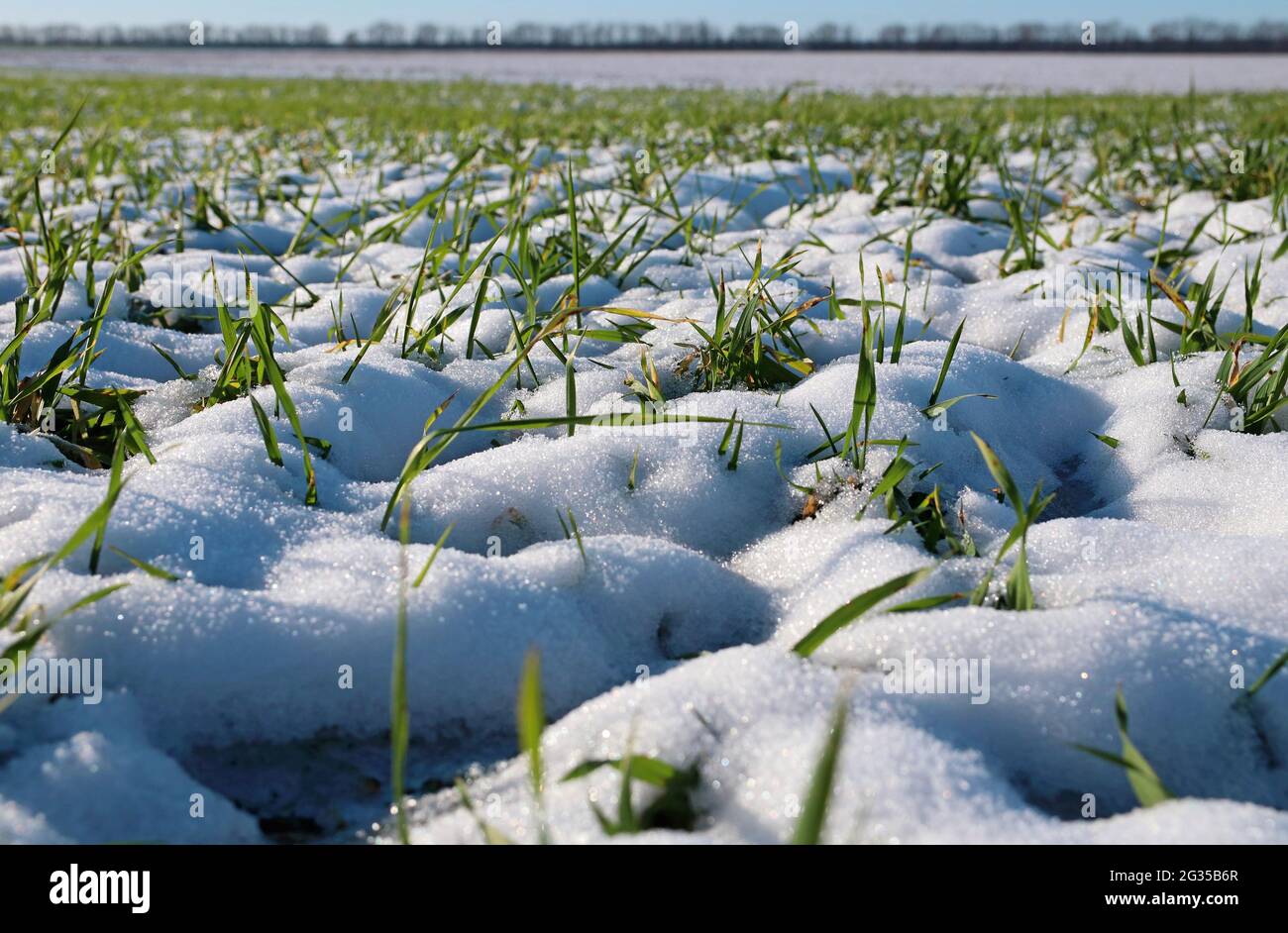 Winter Rye Field High Resolution Stock Photography and Images - Alamy