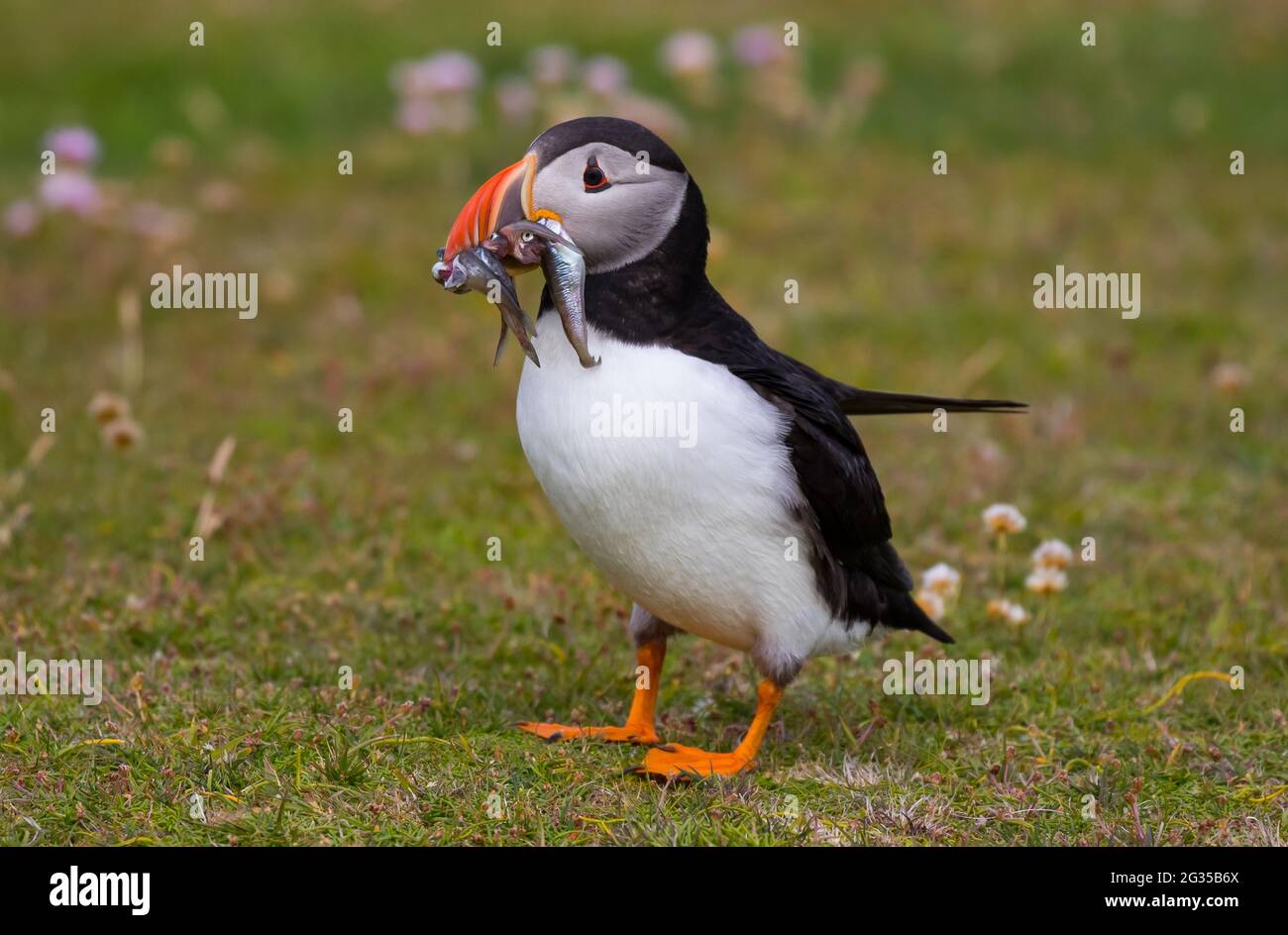 Puffin coloured beak hi-res stock photography and images - Alamy