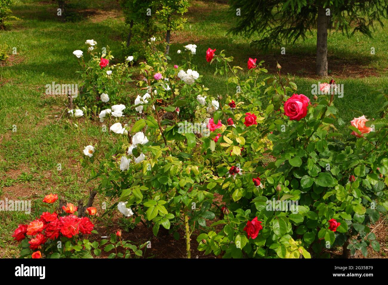 Roses leaves hi-res stock photography and images - Alamy