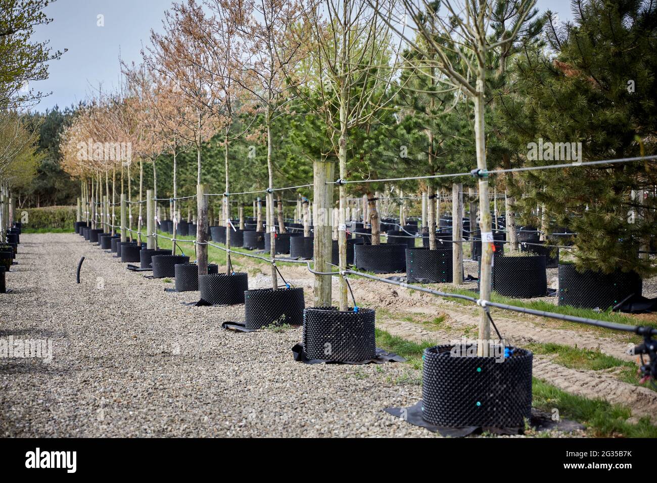 Trees in pots hi-res stock photography and images - Alamy