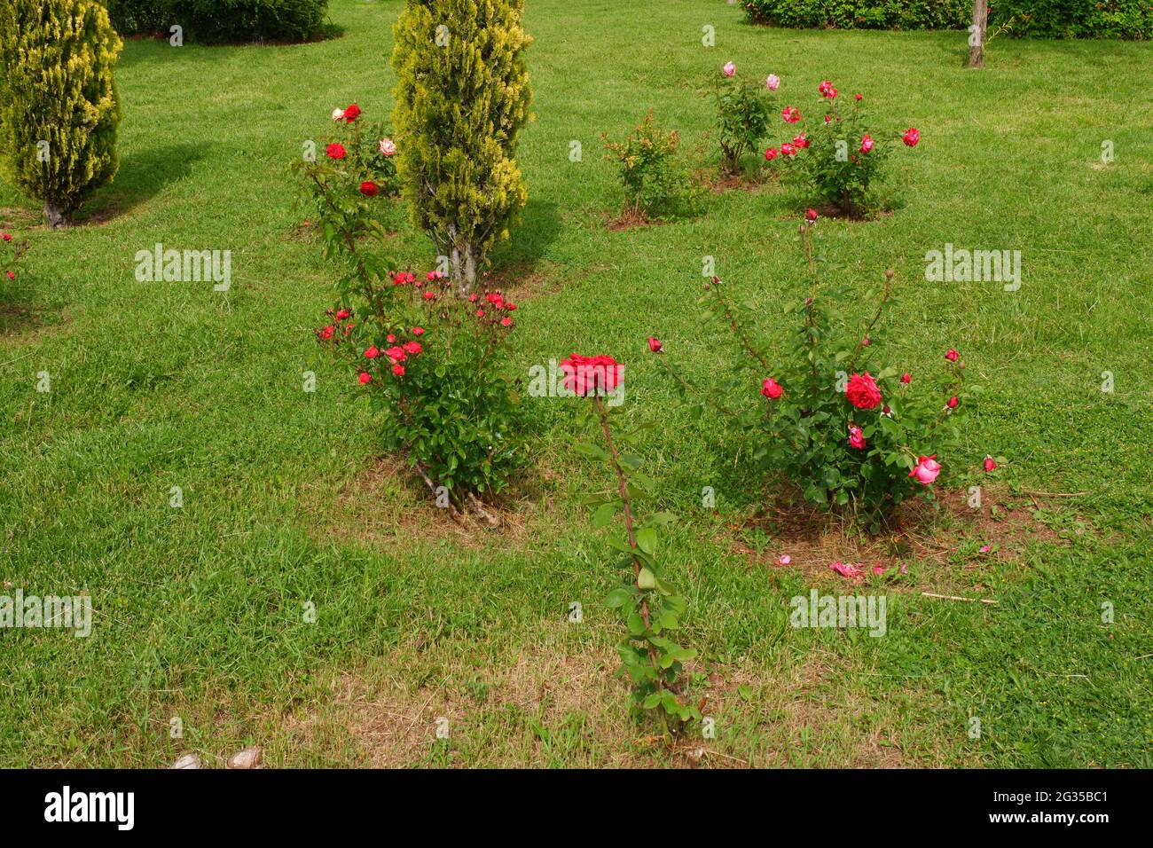 Horticulture roses hi-res stock photography and images - Alamy