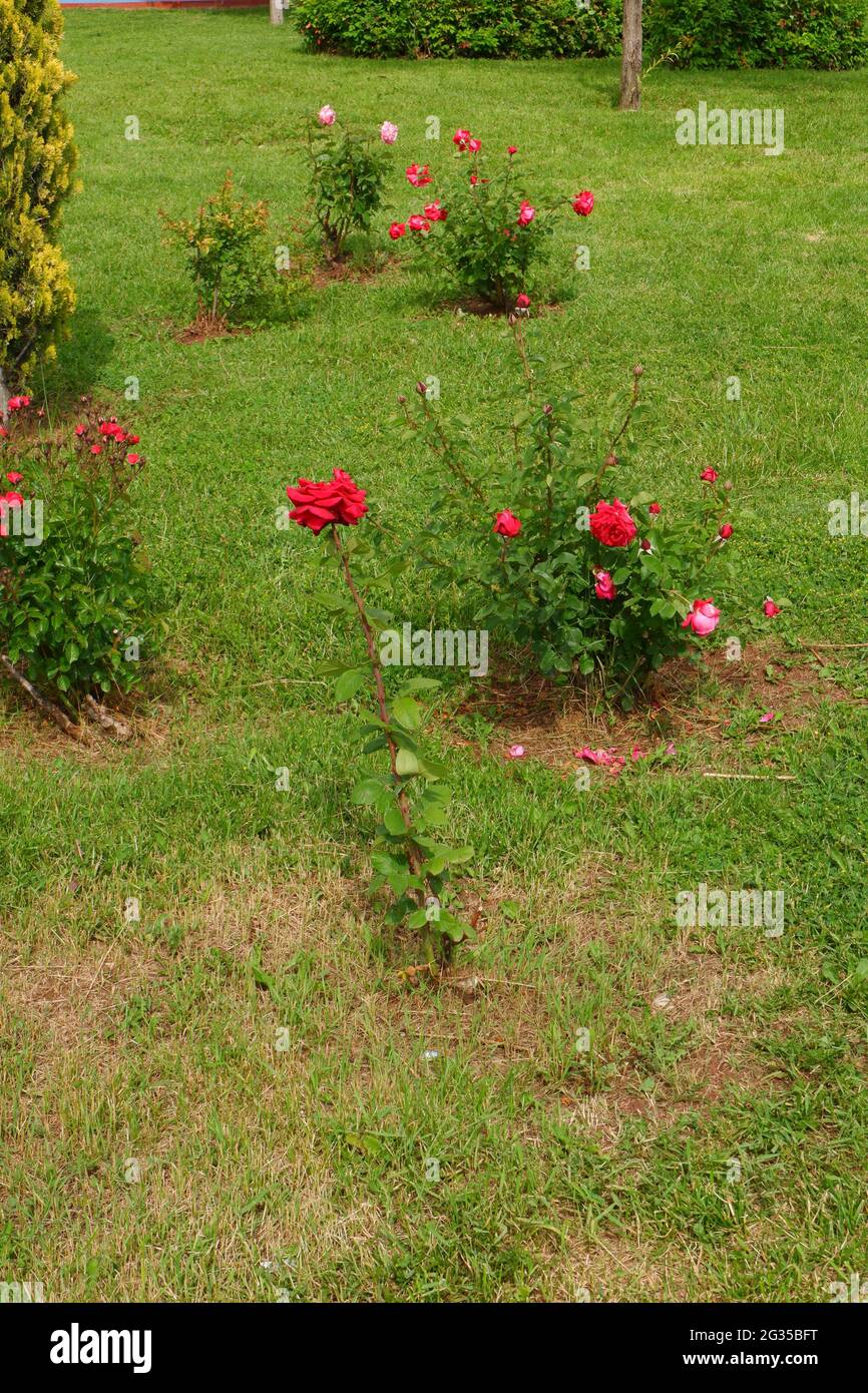 Roses on grass hi-res stock photography and images - Alamy