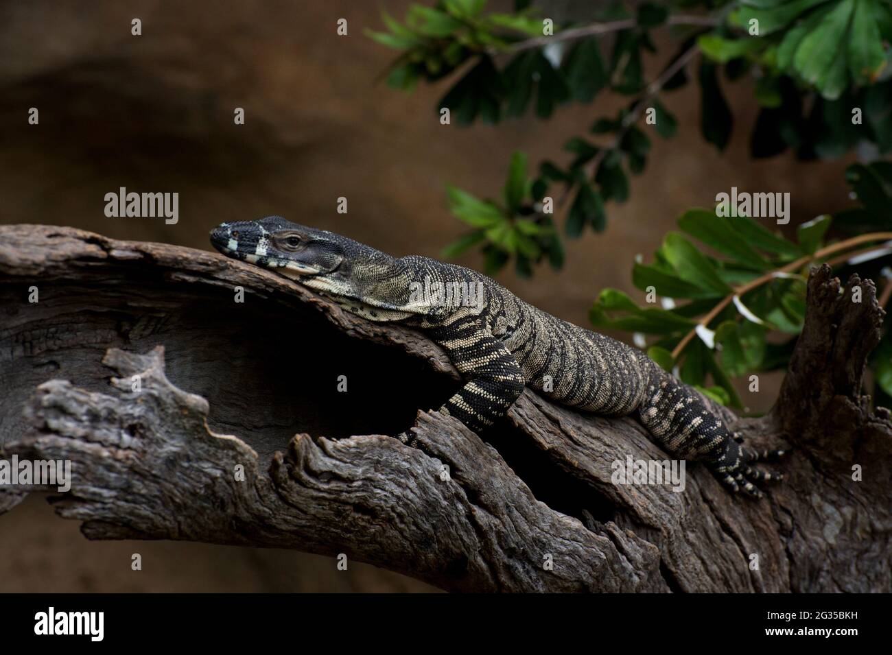 Lace Monitors (Varanus Varius) are Australia's largest lizard, growing ...