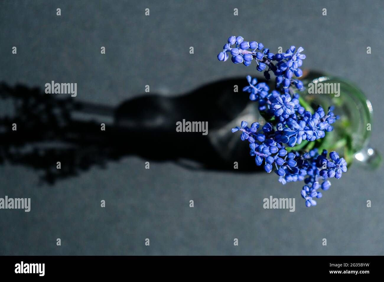 Bouquet of blue Muscari. Black background. Spring bulbous flowers ...