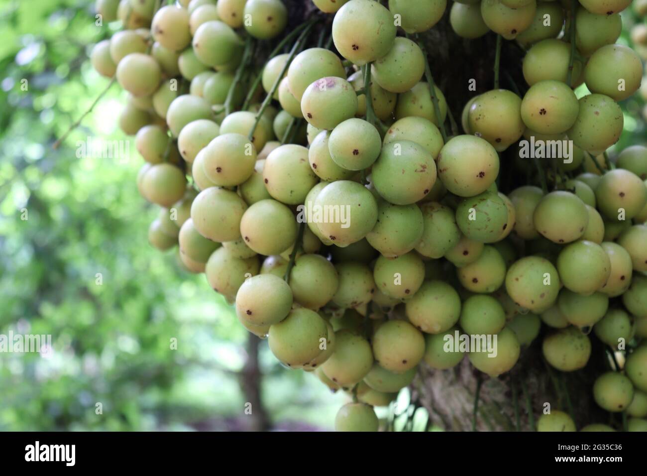 Tasty Baccaurea motleyana on Tree For Harvest Stock Photo - Alamy