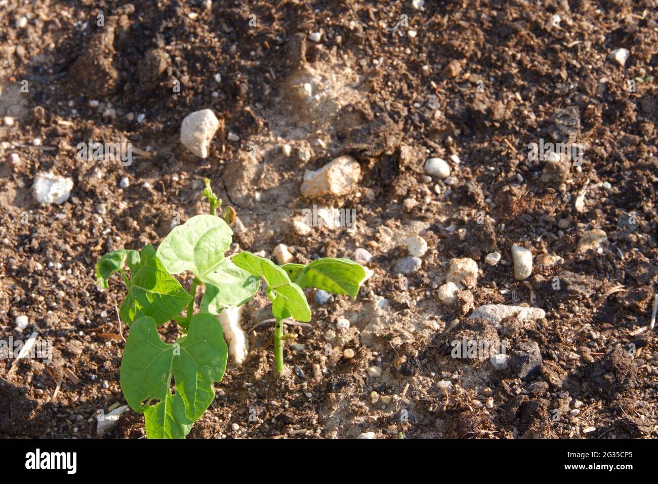 Bean seedling hi-res stock photography and images - Alamy