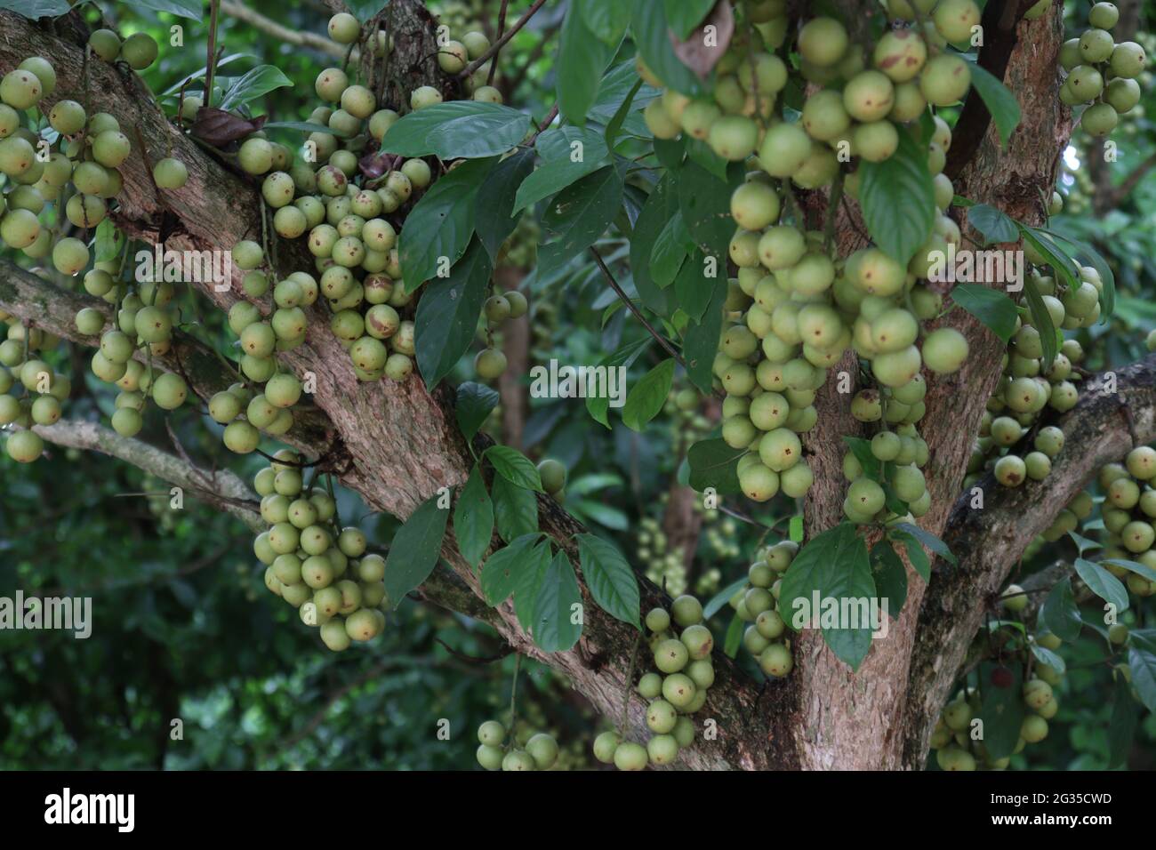 Tasty Baccaurea motleyana on Tree For Harvest Stock Photo - Alamy