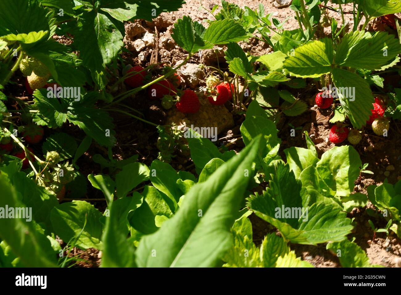 Red and Raw Green Strawberries Growing at garden Stock Photo - Alamy
