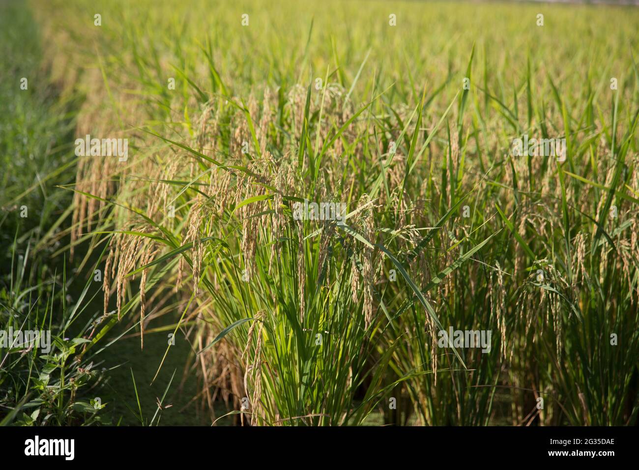 Green paddy rice in the rice field, the tropical plant Stock Photo - Alamy