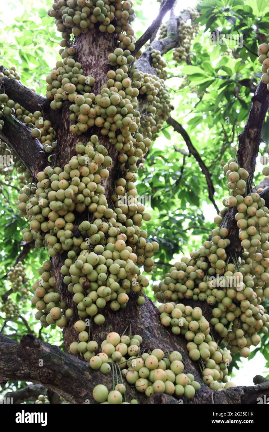 Tasty Baccaurea motleyana on Tree For Harvest Stock Photo - Alamy
