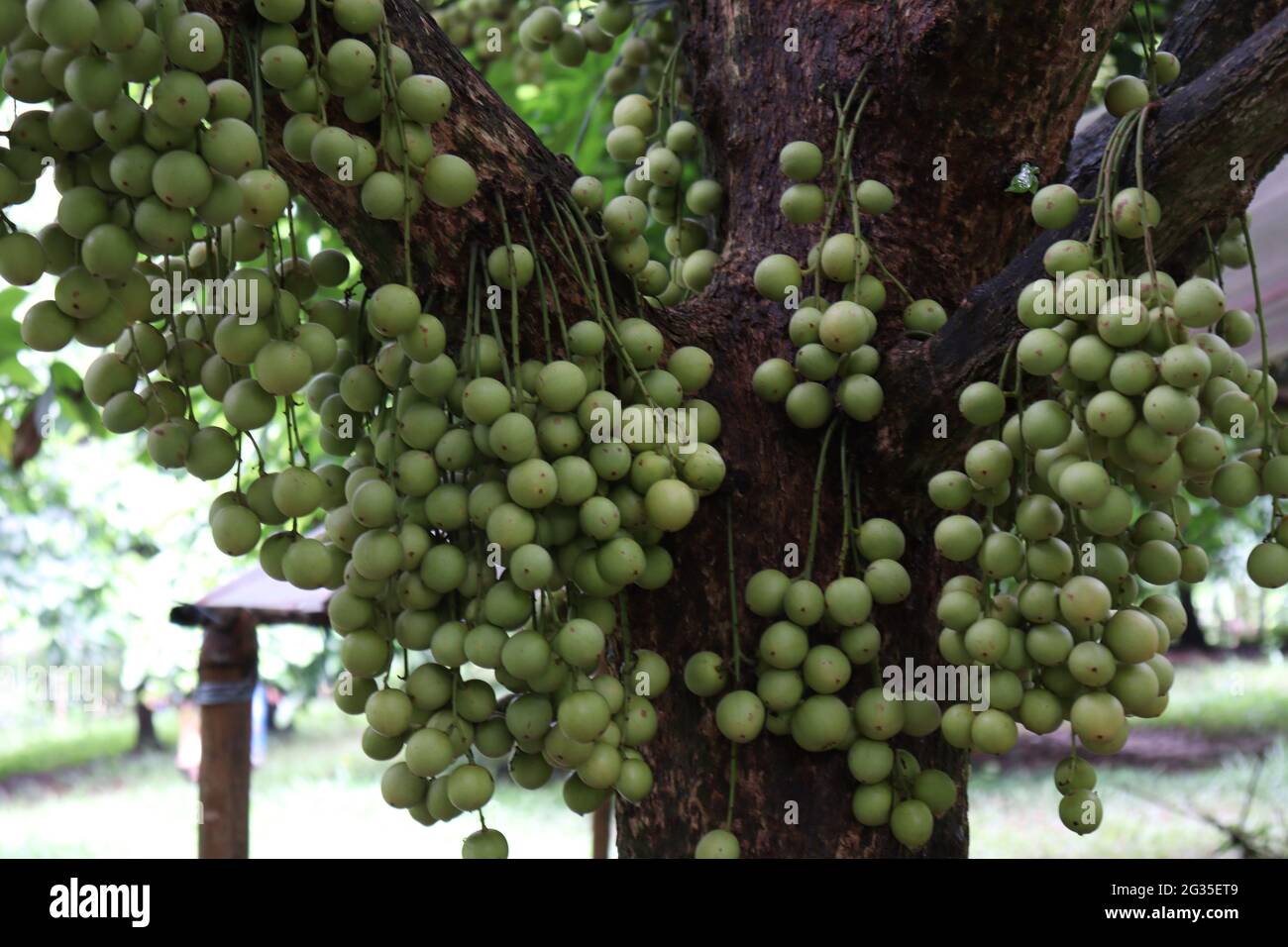Tasty Baccaurea motleyana on Tree For Harvest Stock Photo - Alamy