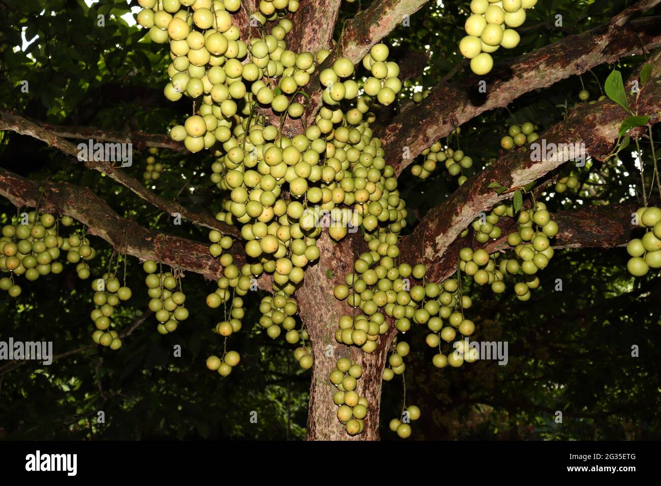 Tasty Baccaurea motleyana on Tree For Harvest Stock Photo - Alamy