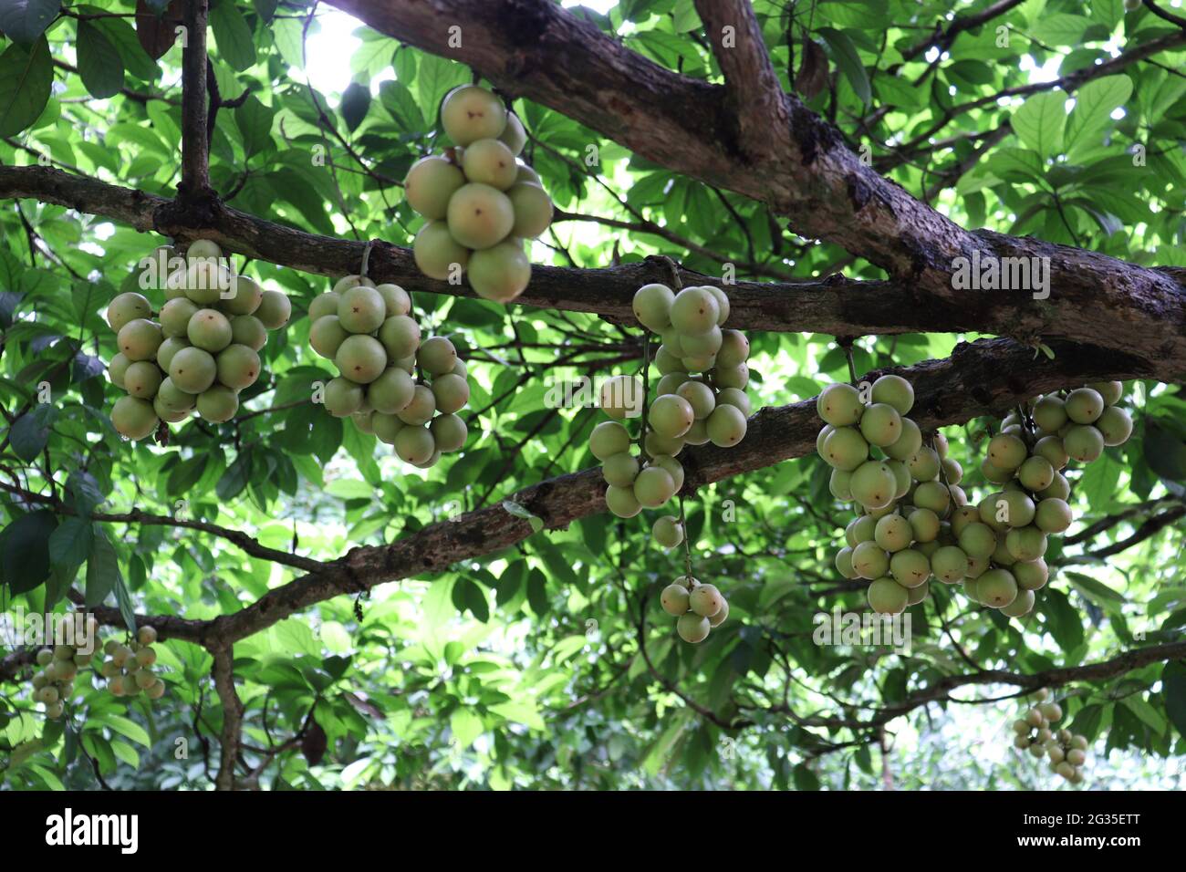 Tasty Baccaurea motleyana on Tree For Harvest Stock Photo - Alamy