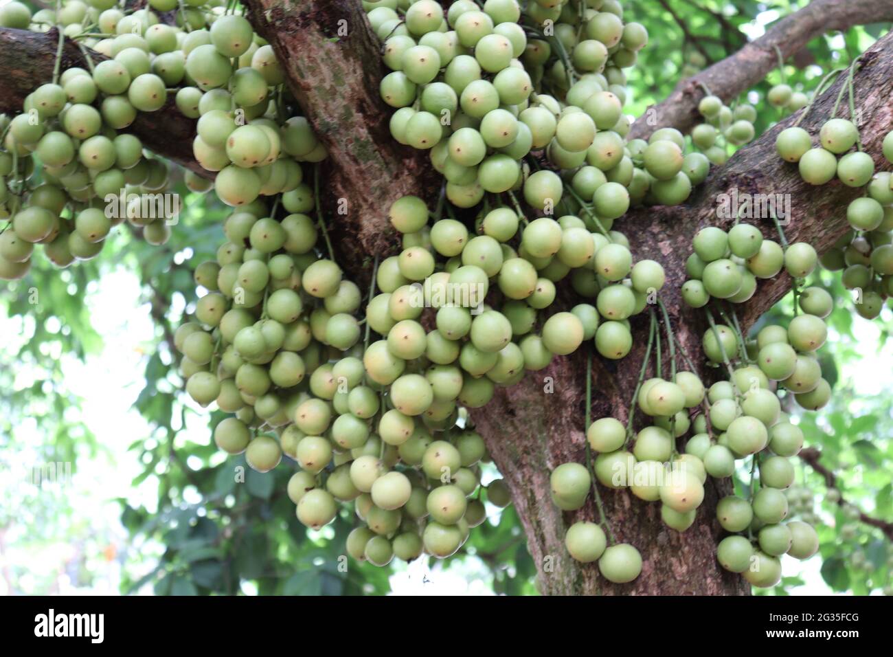 Baccaurea motleyana tree hi-res stock photography and images - Alamy