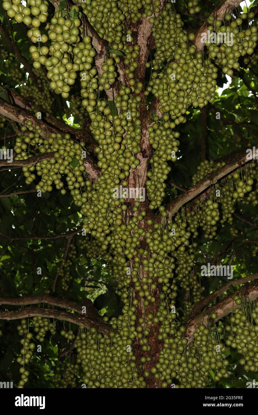 Baccaurea motleyana hi-res stock photography and images - Alamy