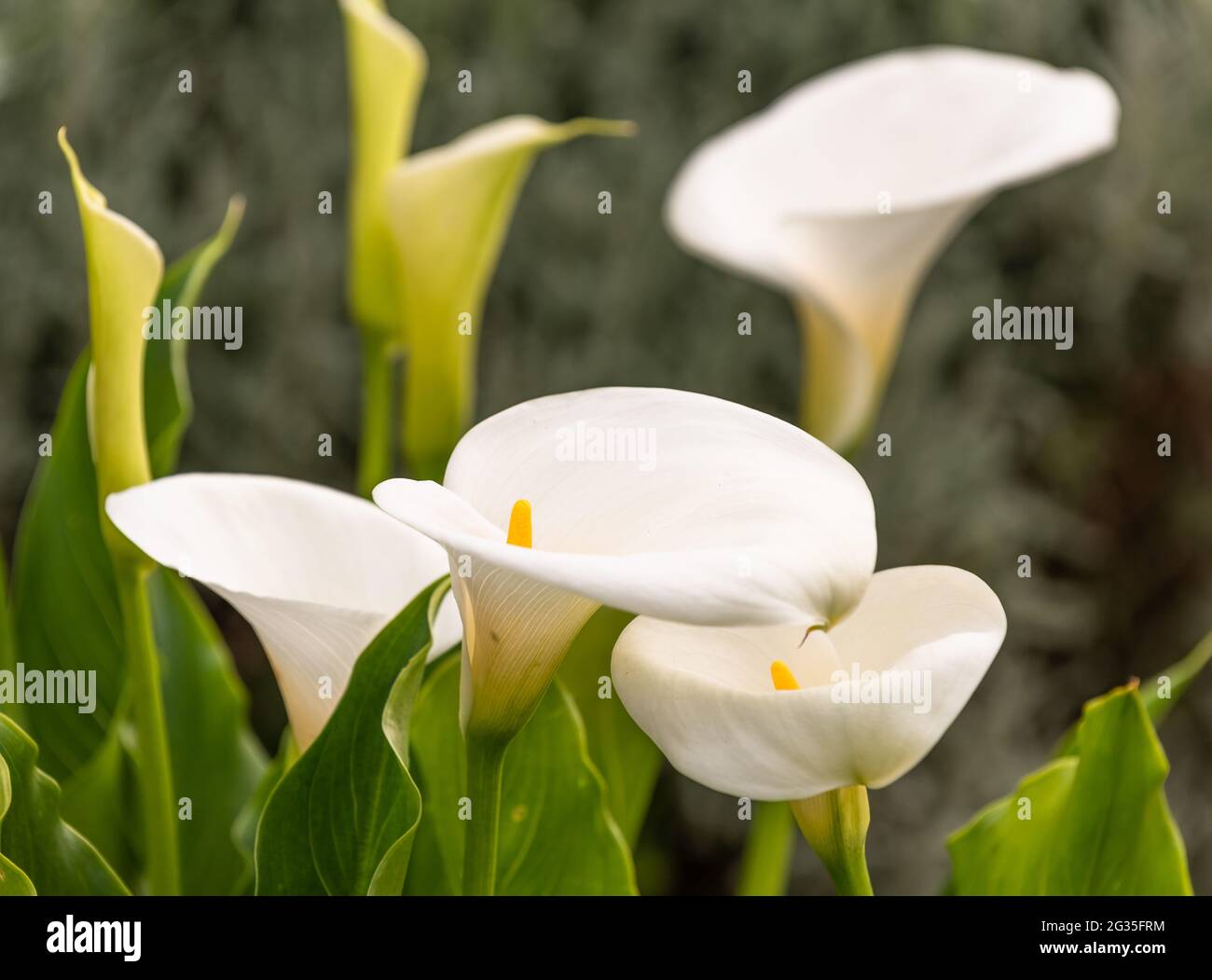 Zantedeschia aethiopica, Arum Lily Stock Photo - Alamy