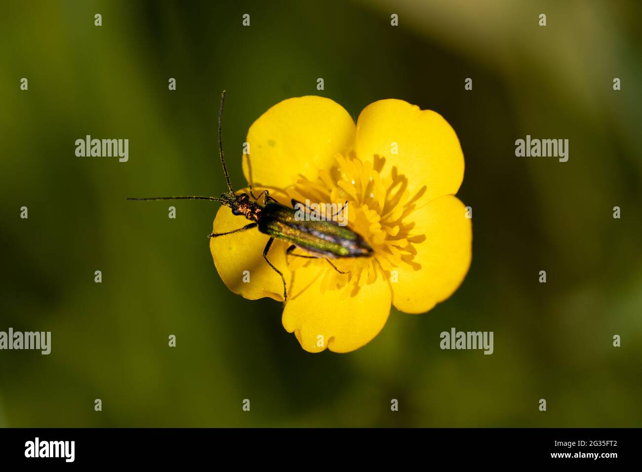 Female Fat Legged Flower Beetle (Oedemera nobilis) on Buttercup ...