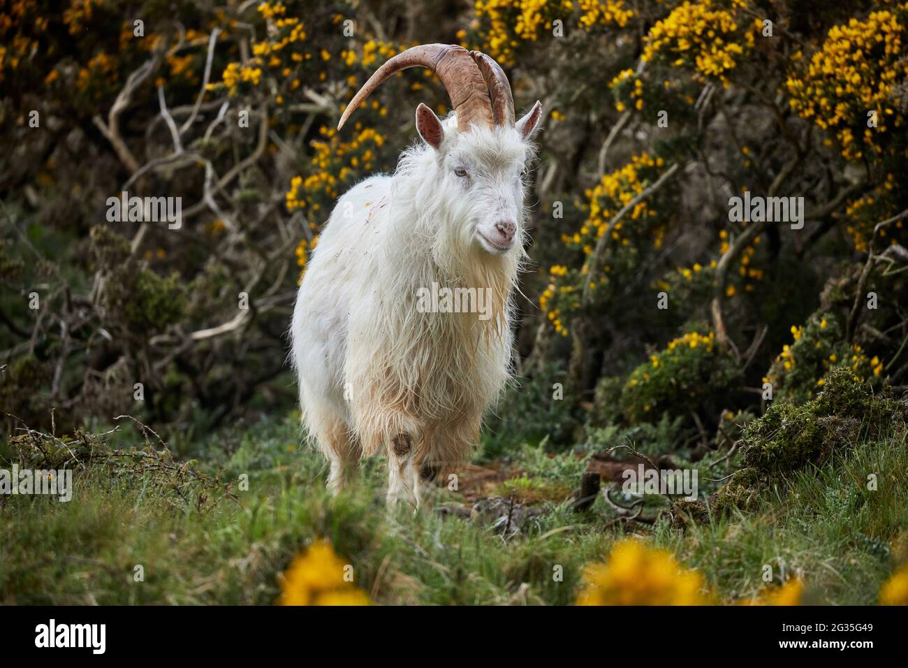 Coastal seaside resort town Llandudno North Wales mountain goats on ...