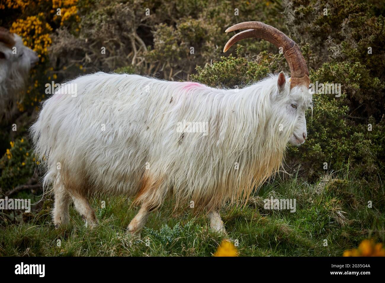 Coastal seaside resort town Llandudno North Wales mountain goats on ...