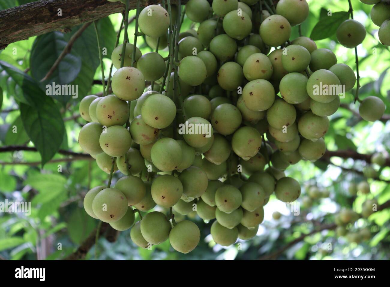 Tasty Baccaurea motleyana on Tree For Harvest Stock Photo - Alamy