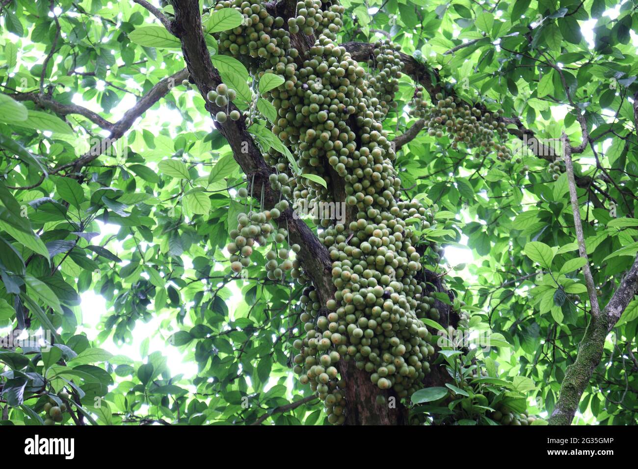 Tasty Baccaurea motleyana on Tree For Harvest Stock Photo - Alamy