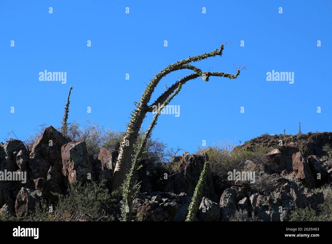 Boojum tree landscape Baja California Sur, Mexico Stock Photo - Alamy