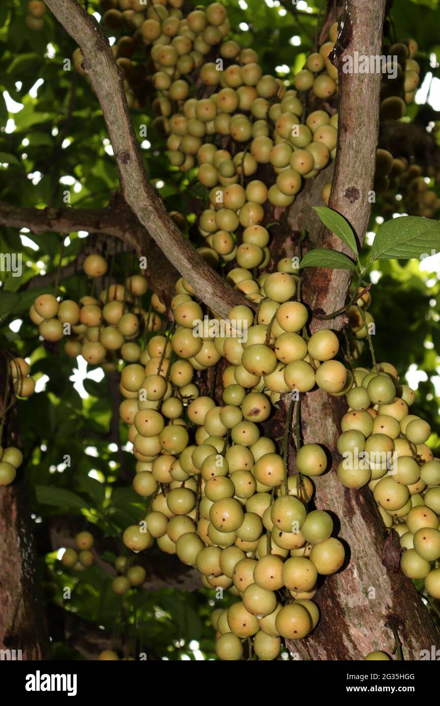 Tasty Baccaurea motleyana on Tree For Harvest Stock Photo - Alamy